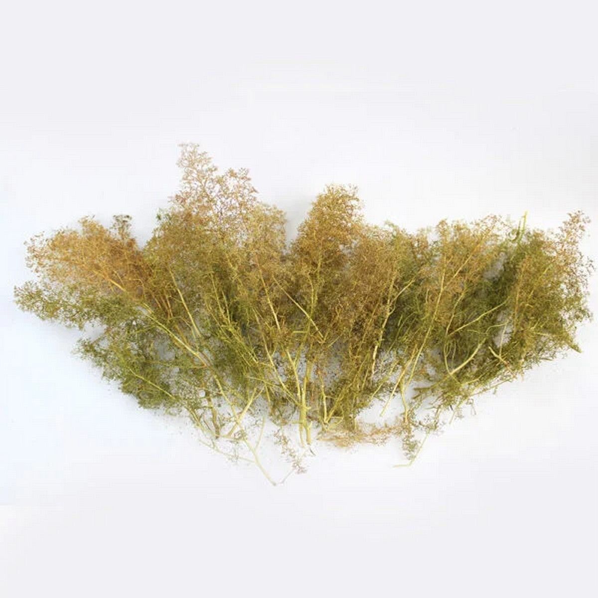 Seafoam Trees Box - Mixed Sizes WWScenics WSTR-024 | Wayland Games
